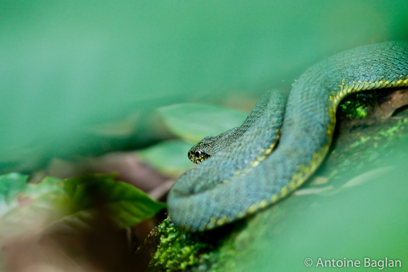 Serpents de Guyane | Objectif Nature