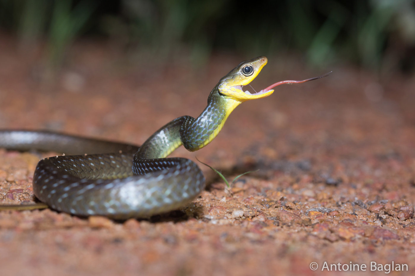 Serpents de Guyane | Objectif Nature