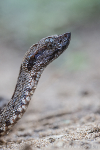 Serpents de Guyane | Objectif Nature