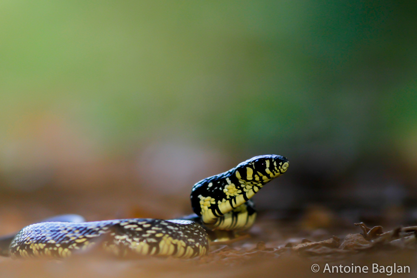 Serpents de Guyane | Objectif Nature