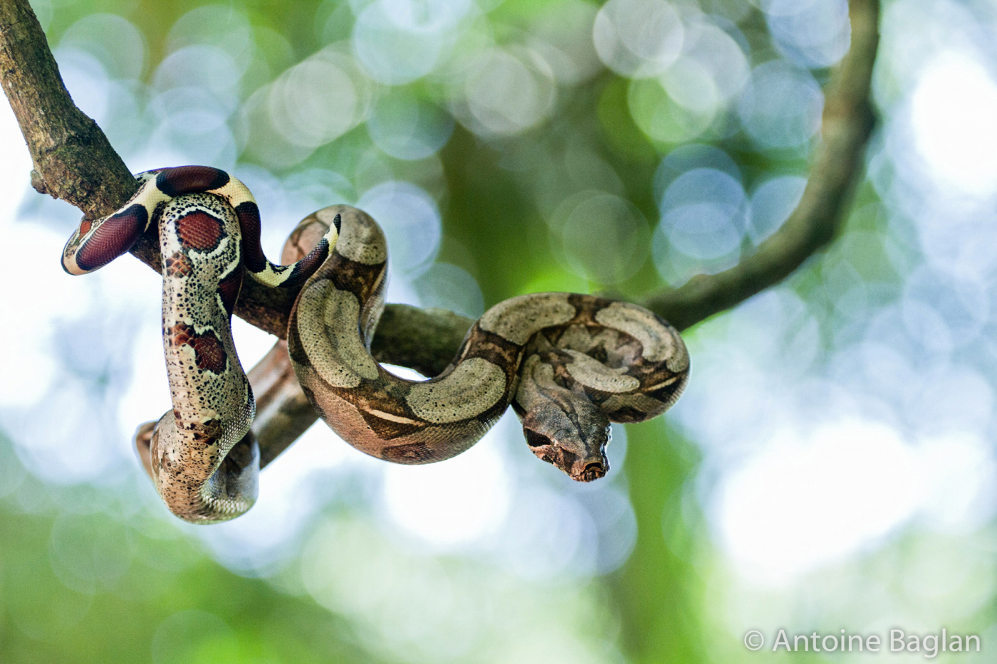 Serpents de Guyane | Objectif Nature