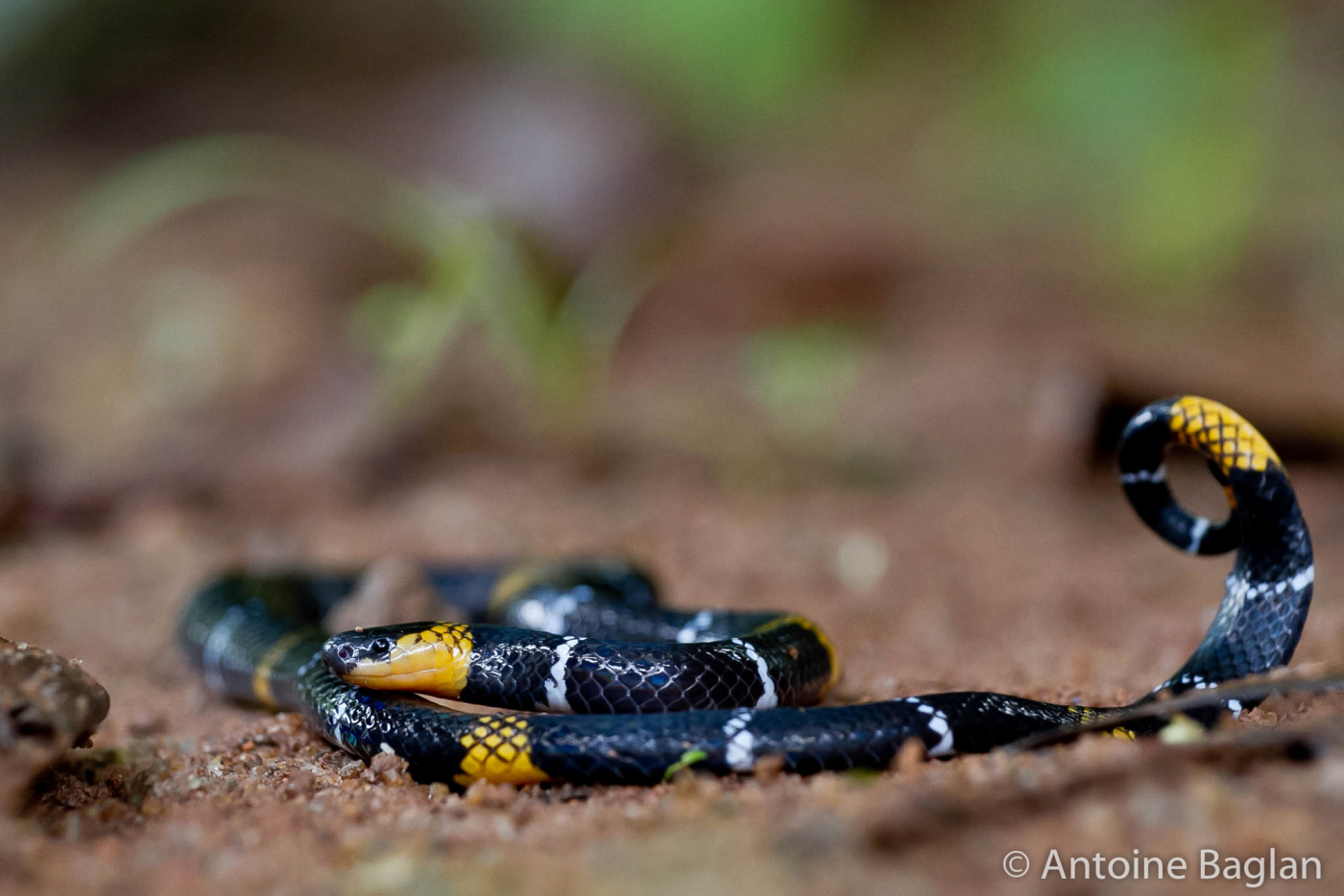 Serpents de Guyane | Objectif Nature