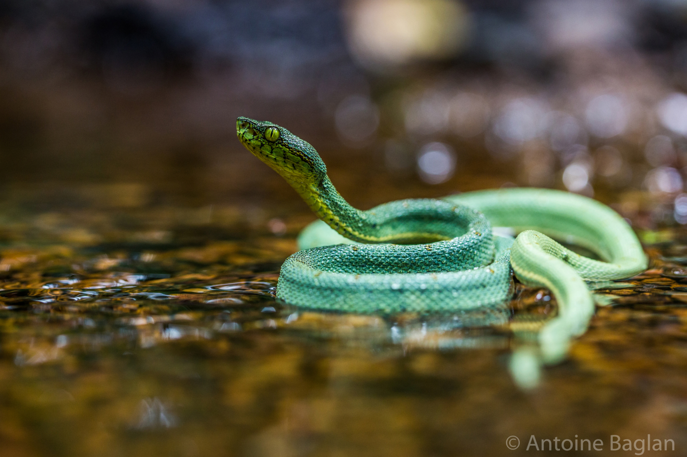 Serpents de Guyane | Objectif Nature