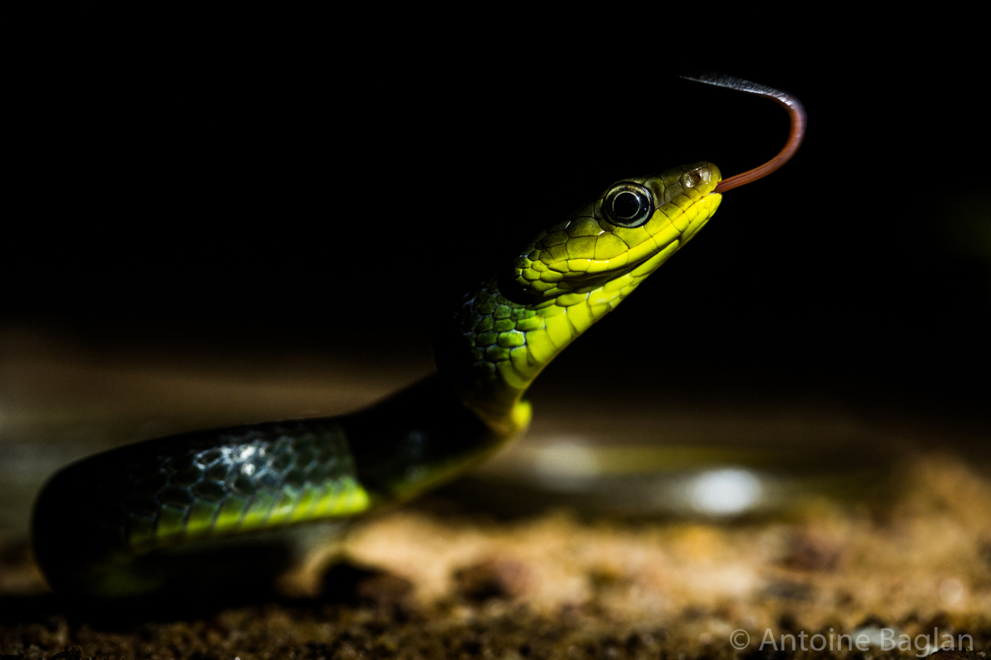 Serpents de Guyane | Objectif Nature