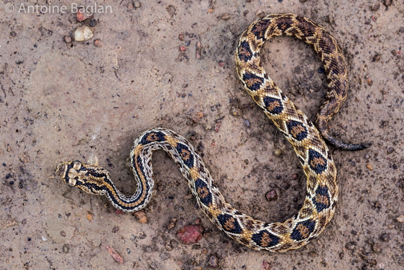 Serpents de Guyane | Objectif Nature