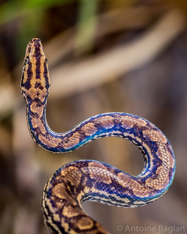 Serpents de Guyane | Objectif Nature