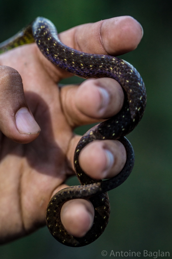 Serpents de Guyane | Objectif Nature