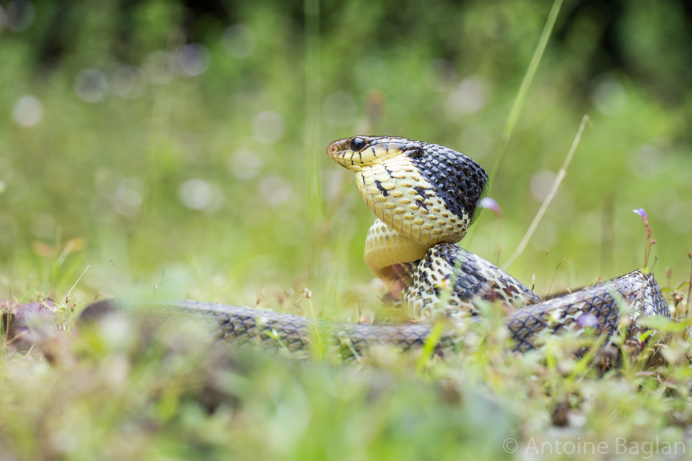 Serpents de Guyane | Objectif Nature
