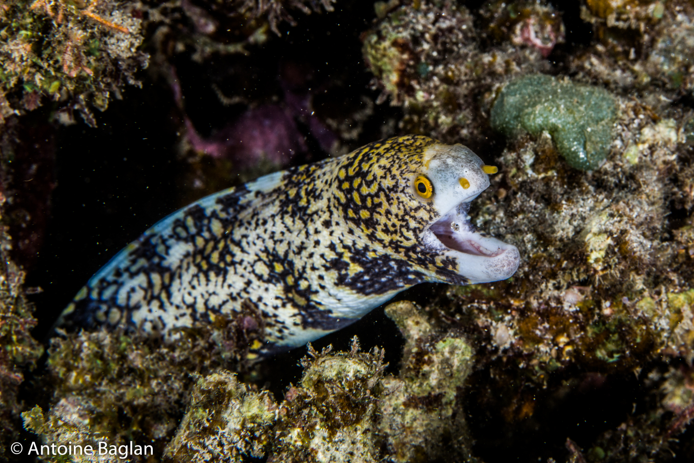 Poissons de Guyane | Objectif Nature
