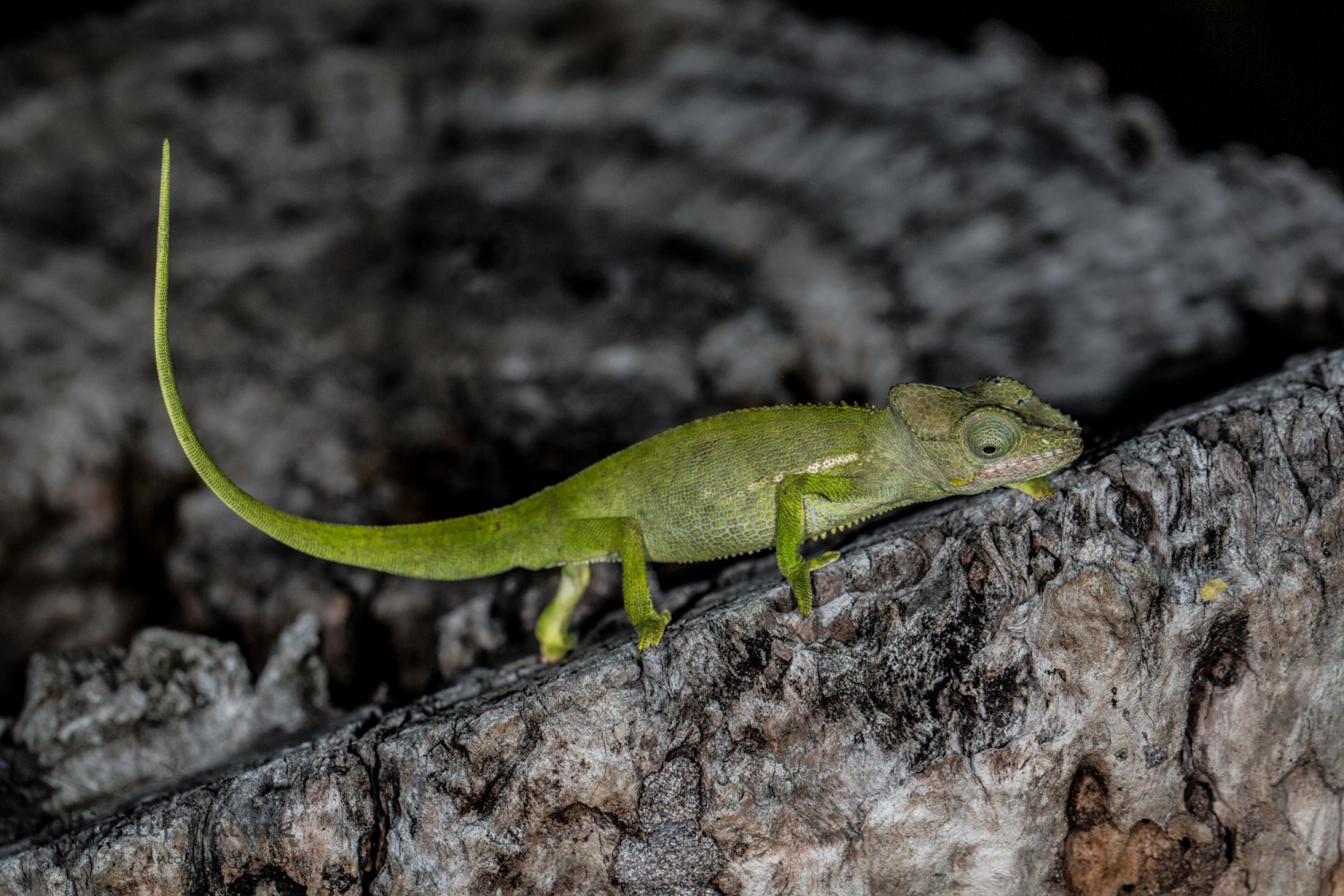 Reptiles | Objectif Nature